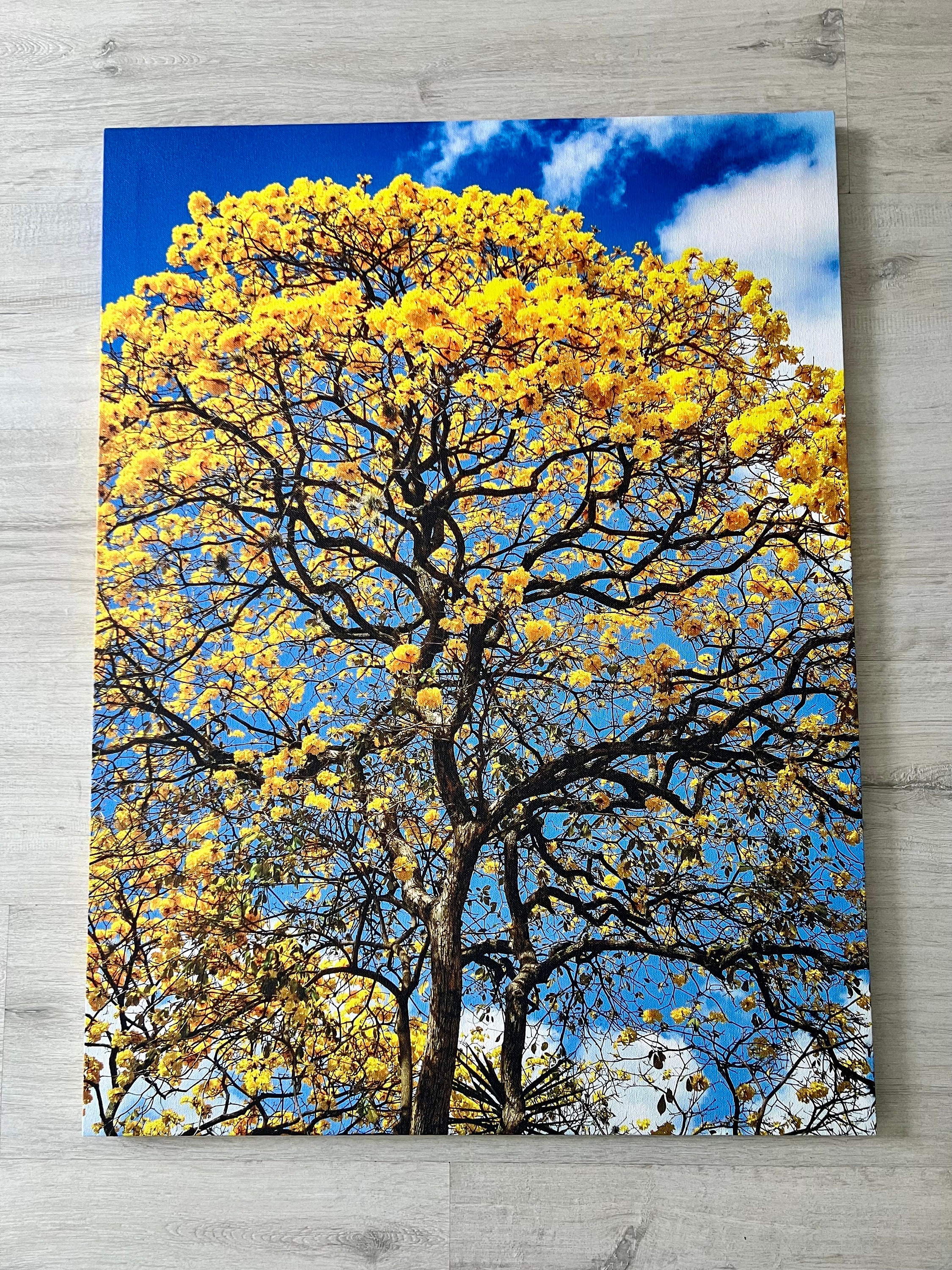 Araguaney Tree From Parque Del Este Print: Venezuela National Tree ...