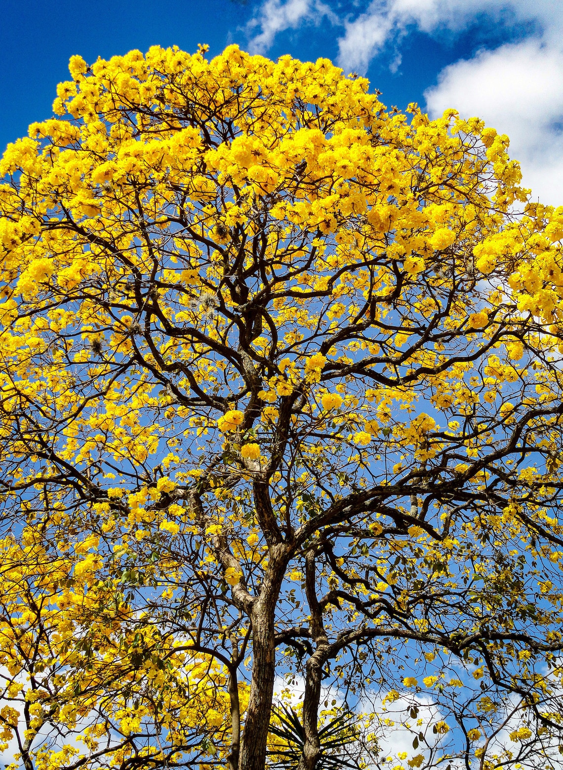 Araguaney desde el Parque del Este Caracas Venezuela - Etsy España