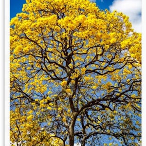 Araguaney Tree From Parque Del Este Print: Venezuela National Tree ...