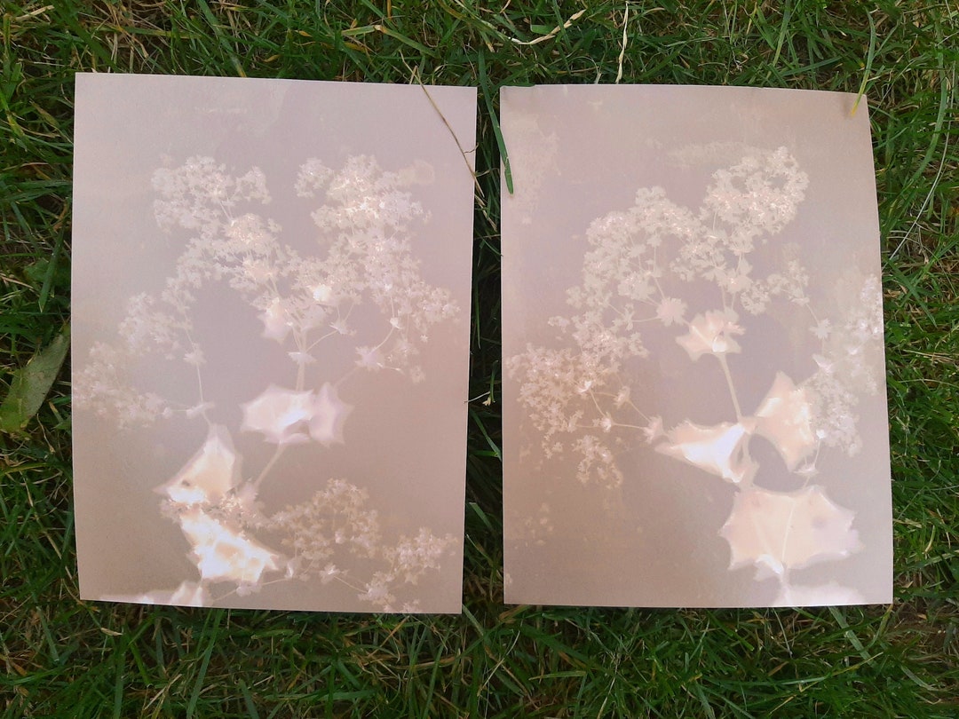 Original Botanical Lumen Print of Women's Cloak - Etsy