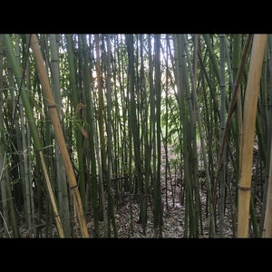 Red Margin Bamboo | Etsy