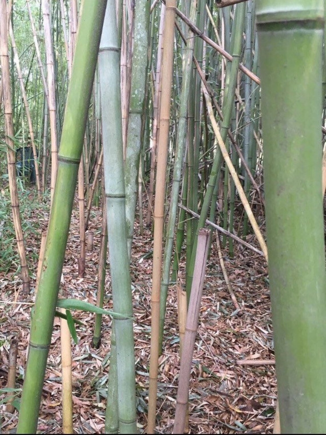 Red Margin Bamboo - Etsy