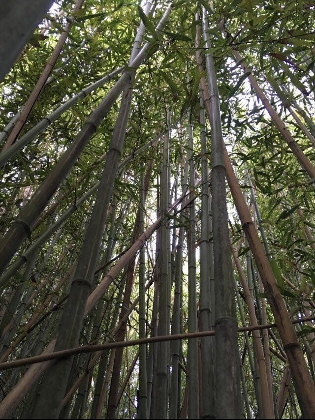 Red Margin Bamboo - Etsy Canada