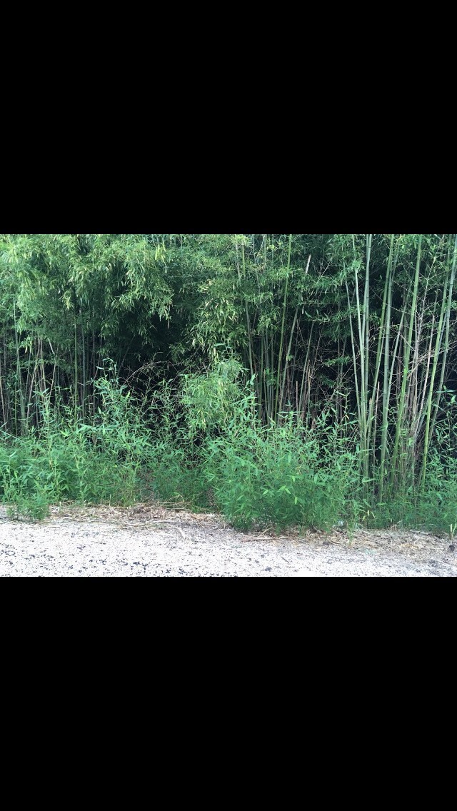 Red Margin Bamboo | Etsy