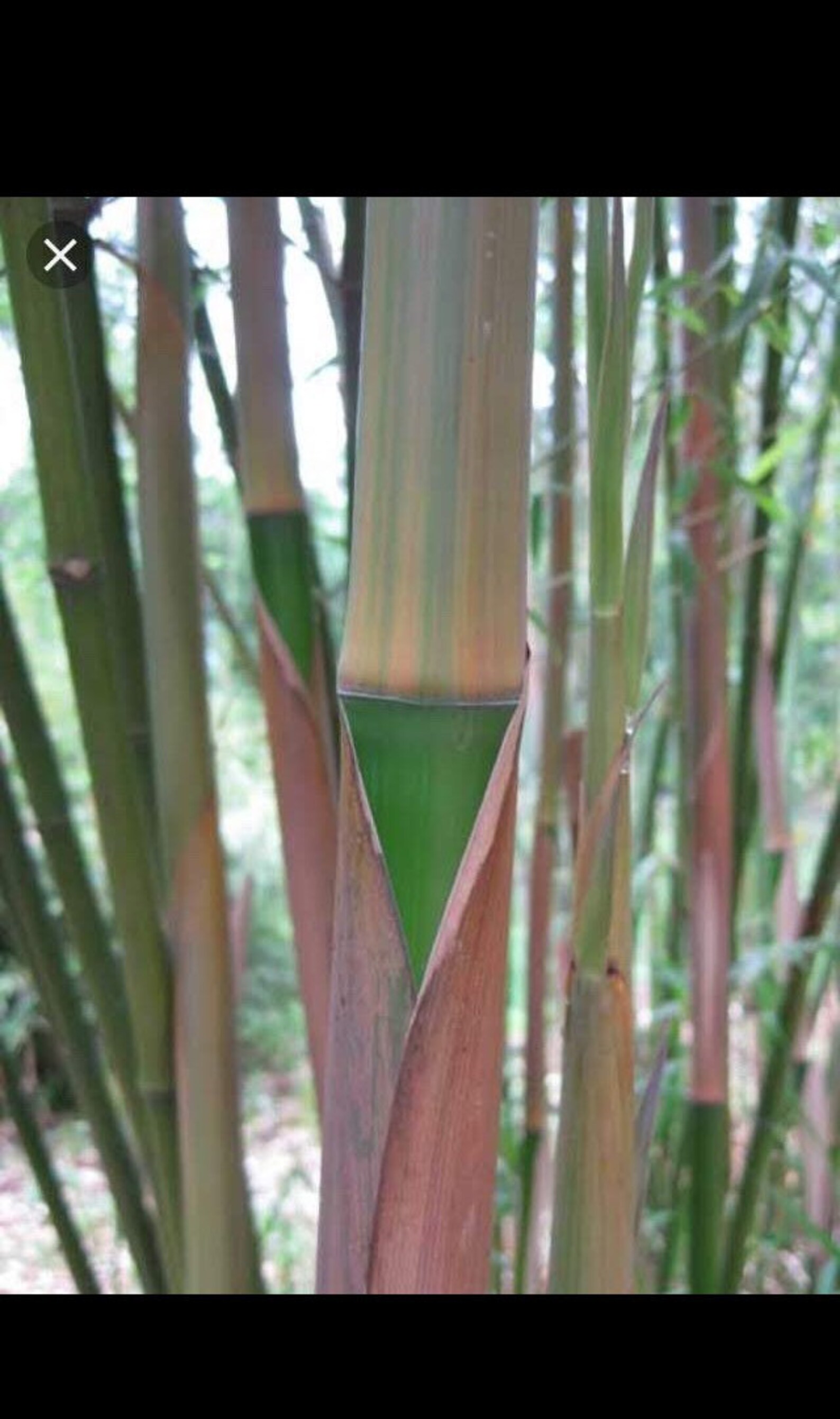 Red Margin Bamboo | Etsy