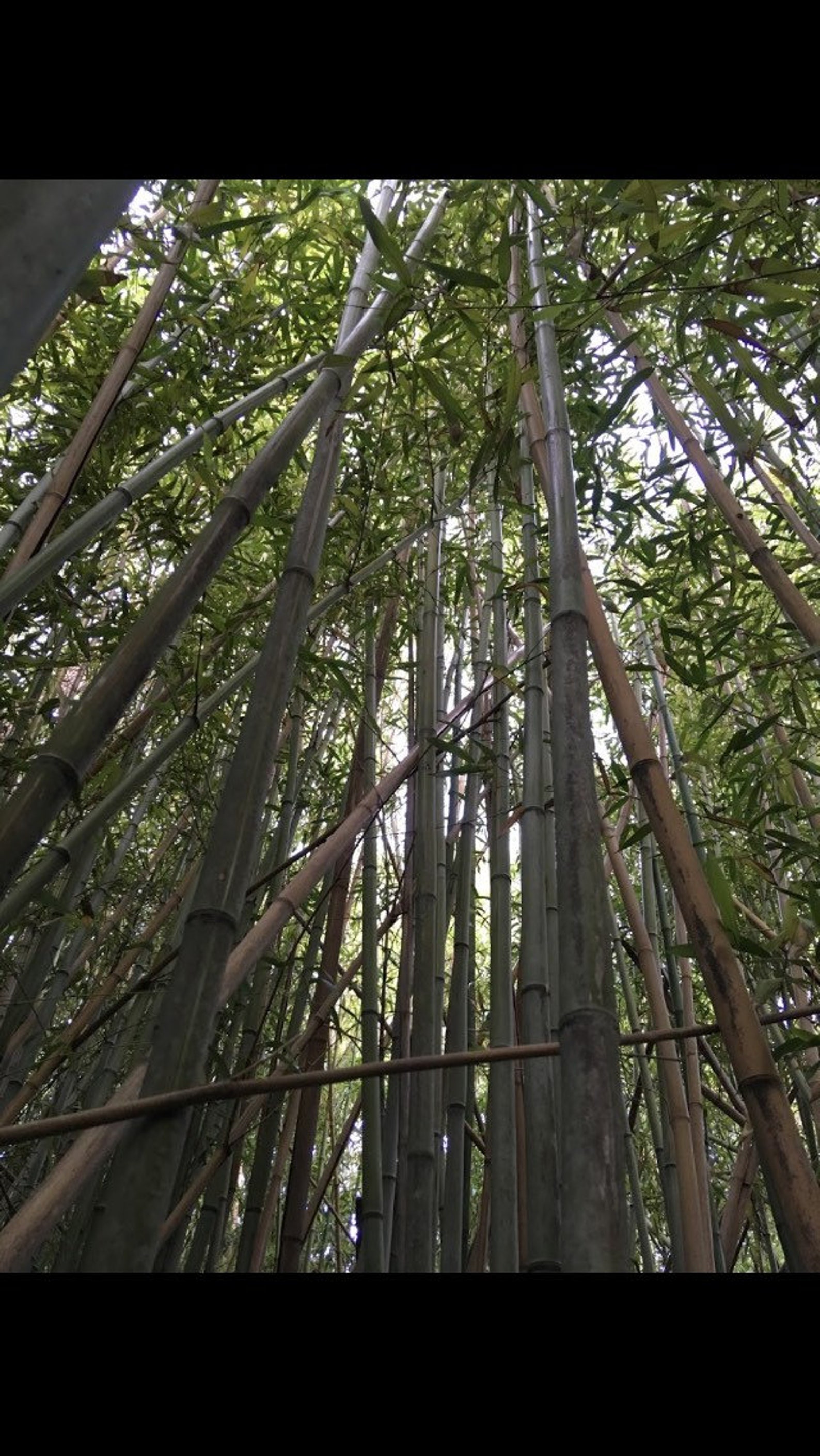 Red Margin Bamboo | Etsy