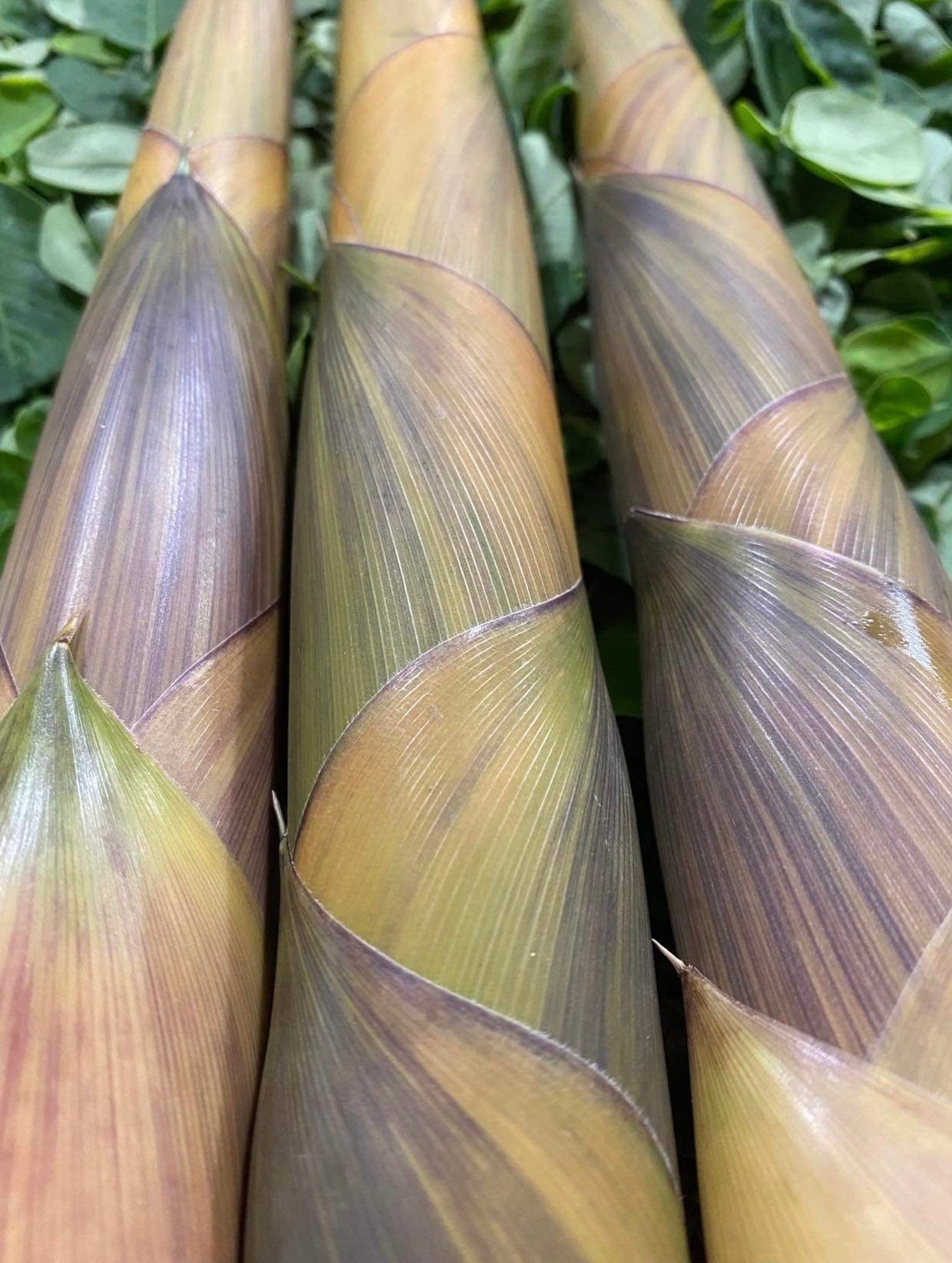 Red Margin Bamboo - Etsy