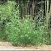 Red Margin Bamboo - Etsy