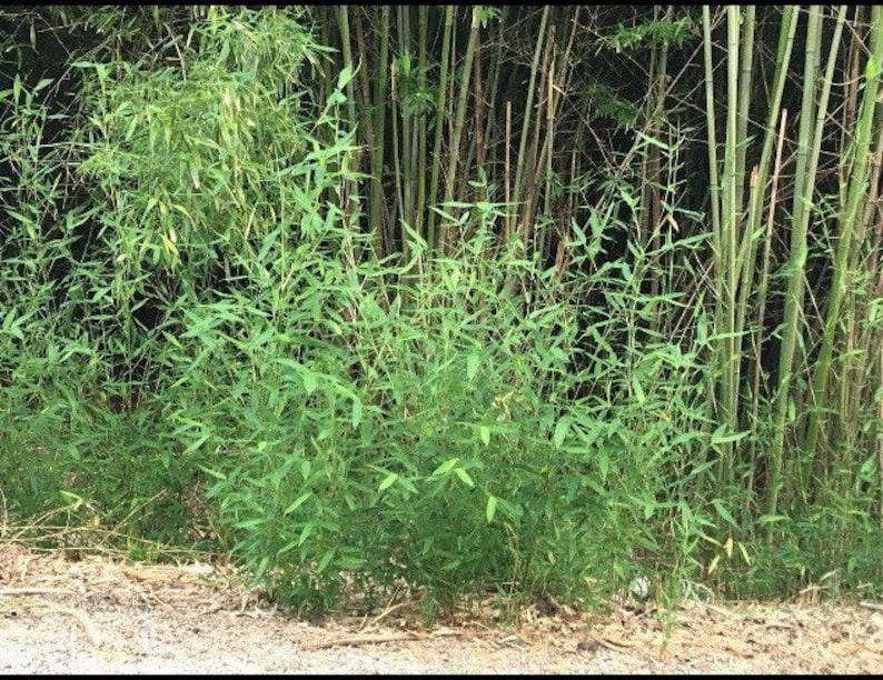 Red Margin Bamboo - Etsy