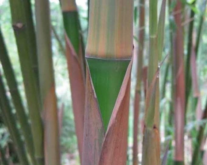 Red Margin Bamboo - Etsy