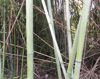 Fargesia Scabrida Bamboo Live Plant 1 Gallon Pot Size | Etsy