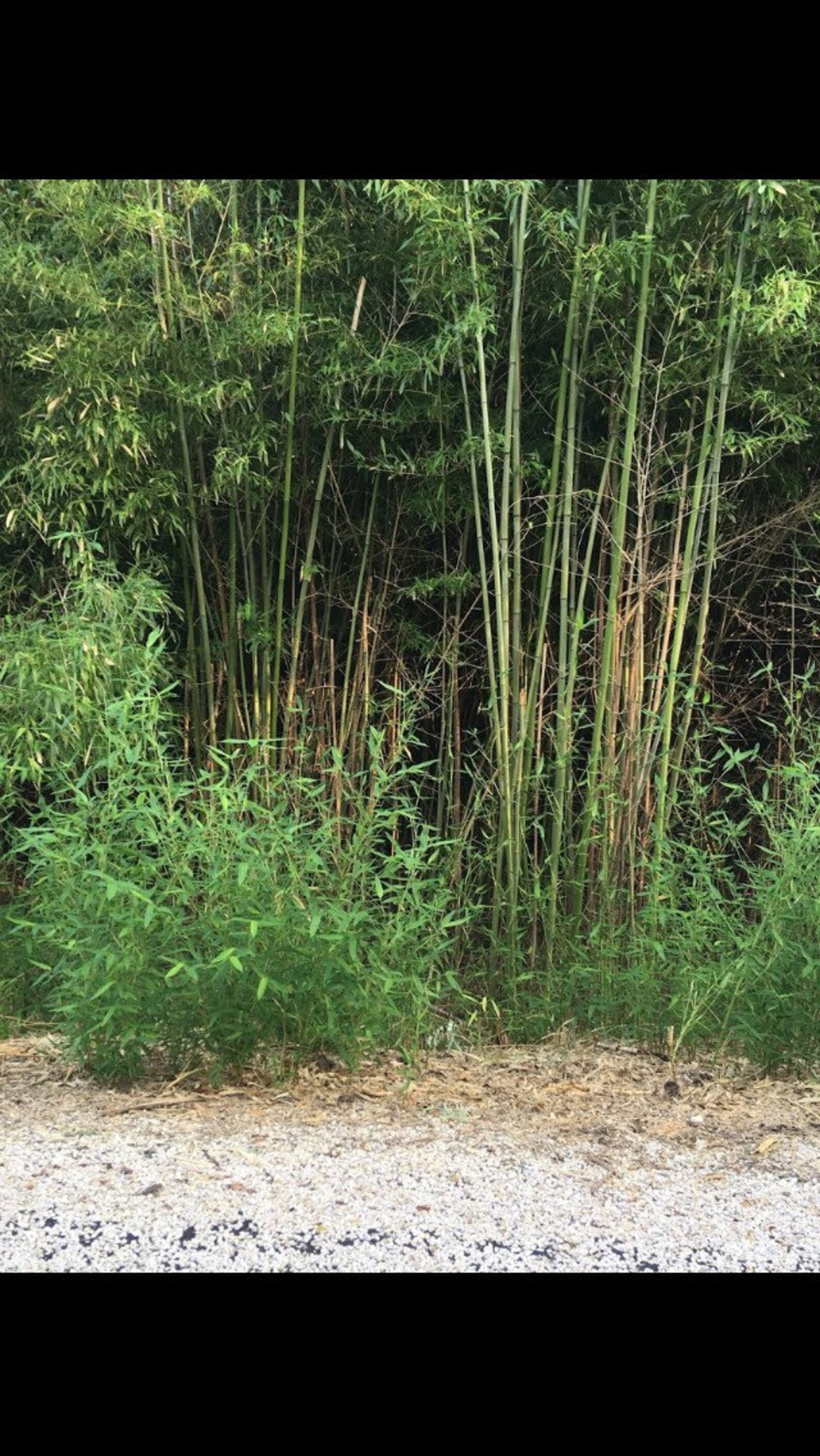 Red Margin Bamboo | Etsy