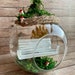 Cottagecore Diorama Terrarium Amanita Muscaria Oddity Curiosities ...