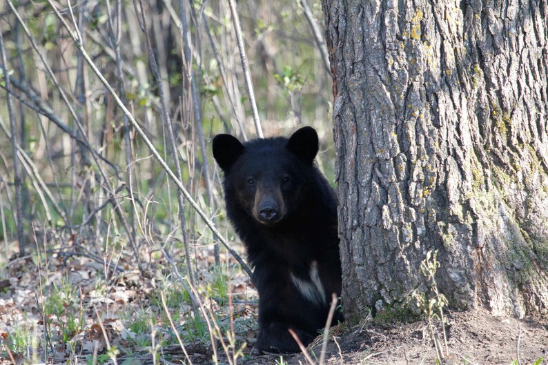 Nature Wildlife Bear 2026 Wall Calendar - Etsy