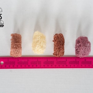 Fruit Flavored Loofah Chew Toys (10 Ct) – Rabbit, Guinea Pig, Bird - Etsy