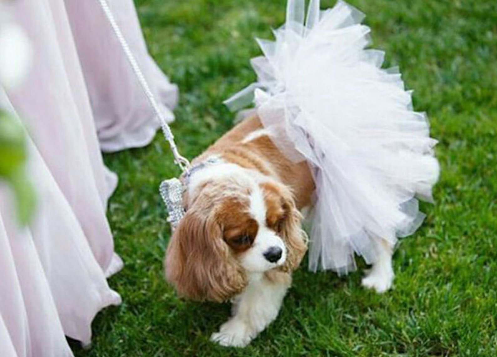 White Pearl Bridal Pet Tutu XS-XXXL White Dog Tutu Crafted - Etsy