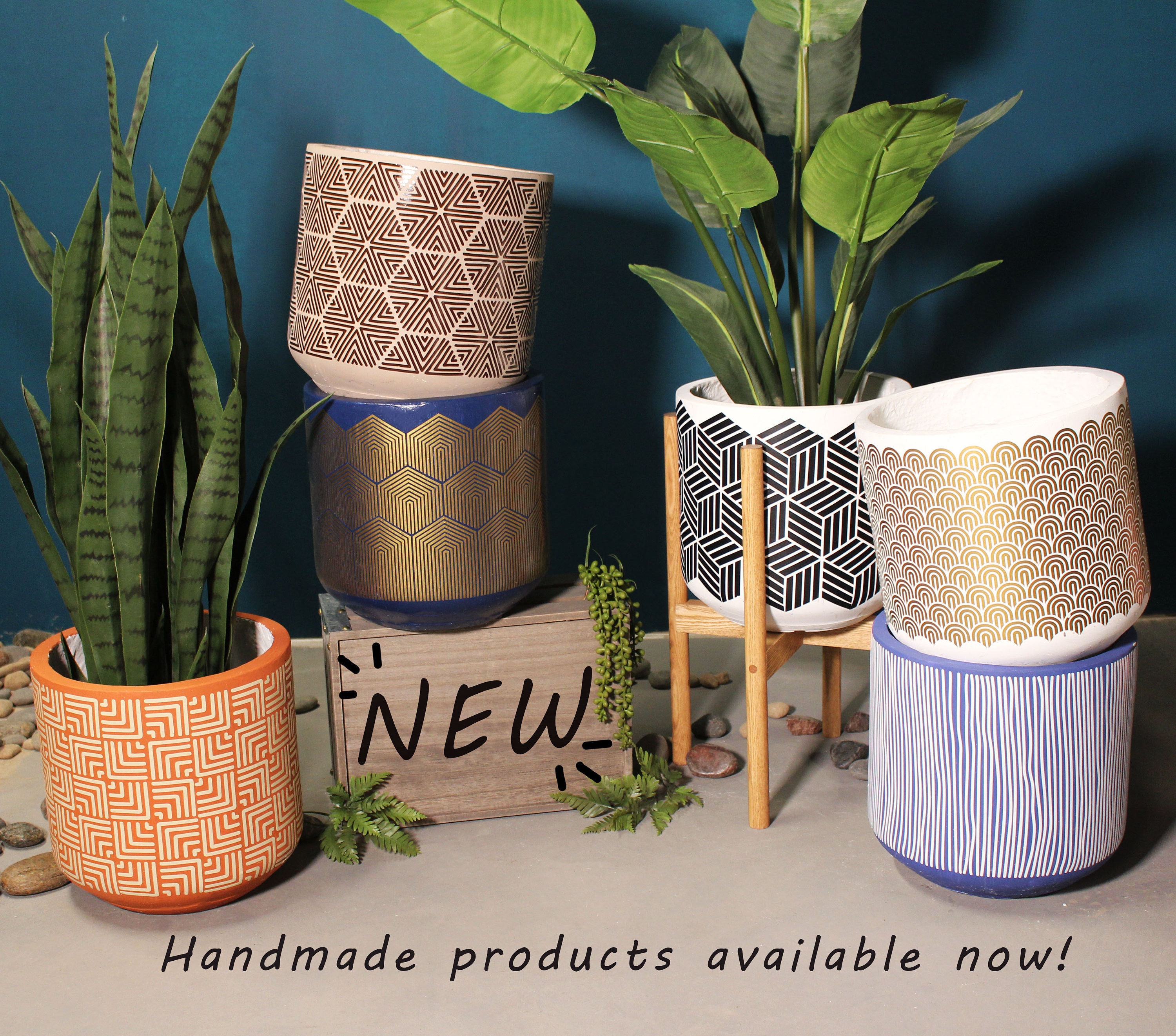 Live Plant ZZ Plant with Pot 8'' Indoor Potted Plant | Etsy