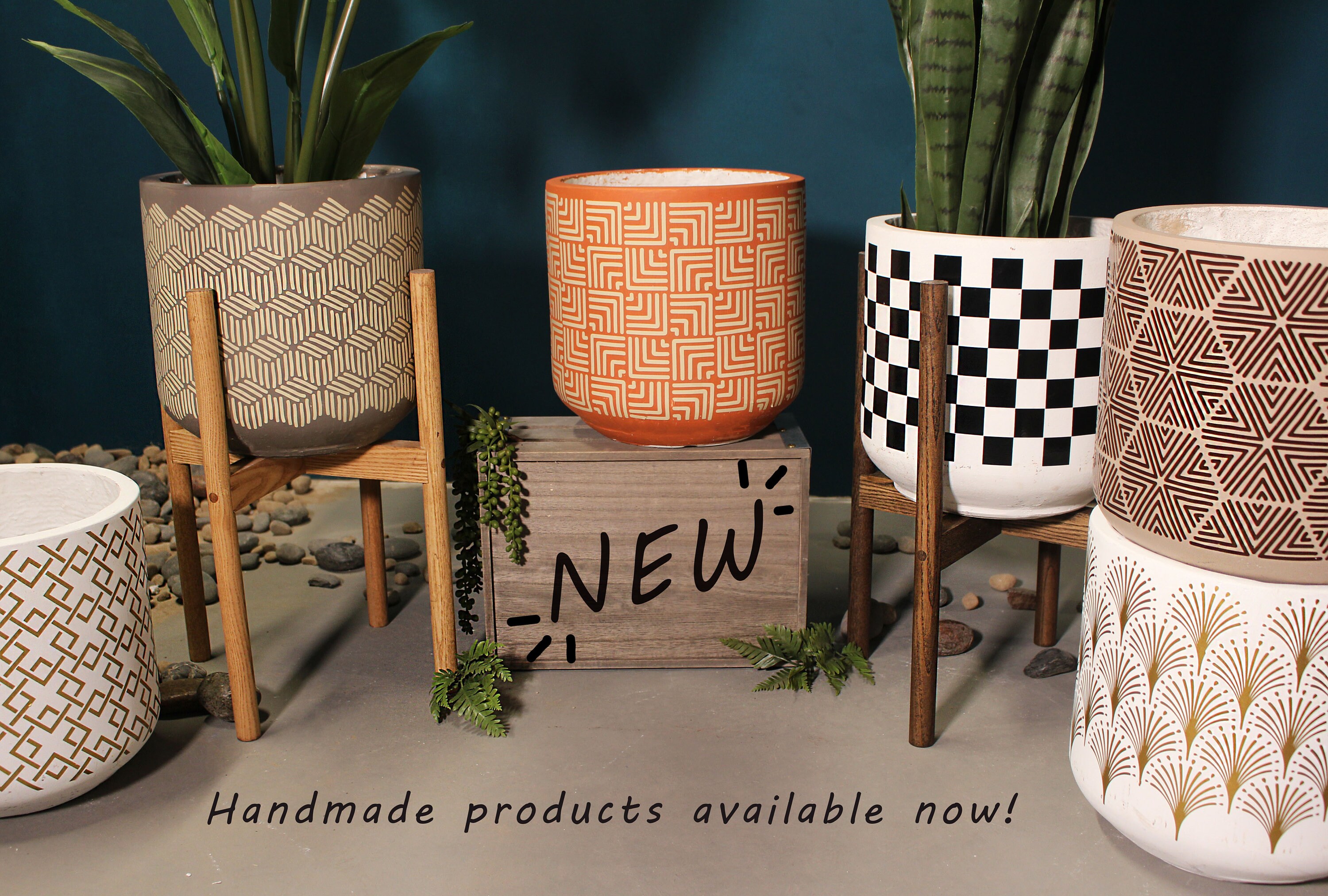 Live Plant ZZ Plant with Pot 8'' Indoor Potted Plant | Etsy