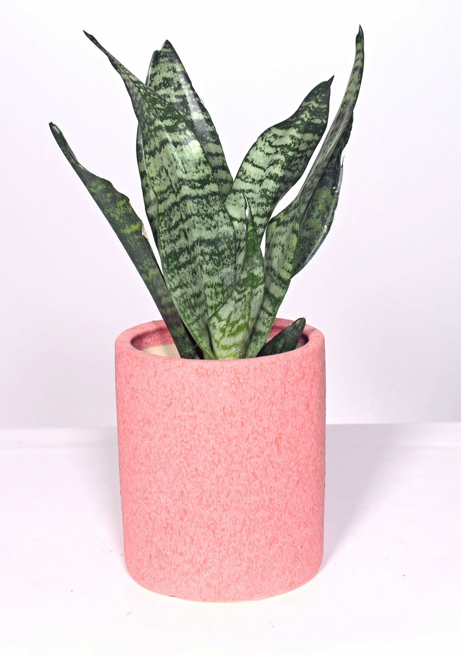 Live Plant Snake Plant Include Pot 5" Ceramic Planter - Etsy