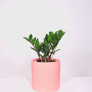 Live Plant ZZ Plant With Pot 8'' Indoor Potted Plant Cylinder Ceramic ...