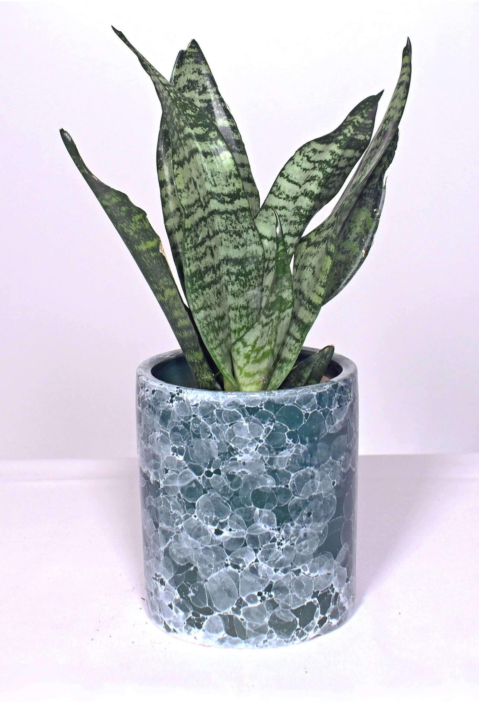 Live Plant Snake Plant Include Pot 5" Ceramic Planter - Etsy