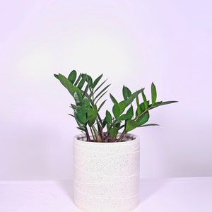 Live Plant ZZ Plant With Pot 8'' Indoor Potted Plant Cylinder Ceramic ...