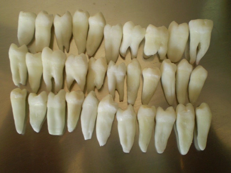 Un conjunto de 50 dientes humanos reales para uso educativo y | Etsy