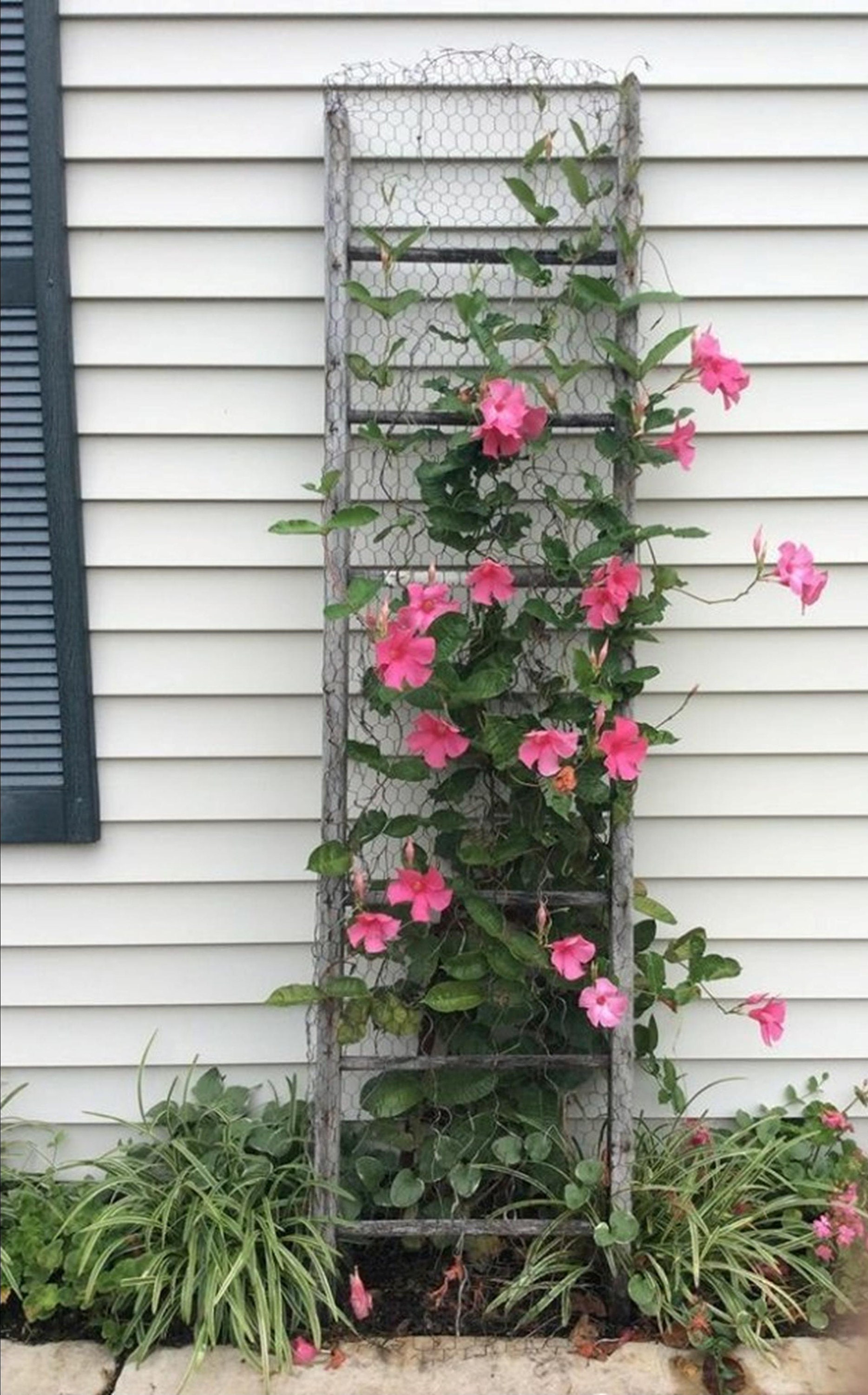 Garden Ladder Plan/climbing Plant Ladder Plan/ladder Plan/wood Ladder ...