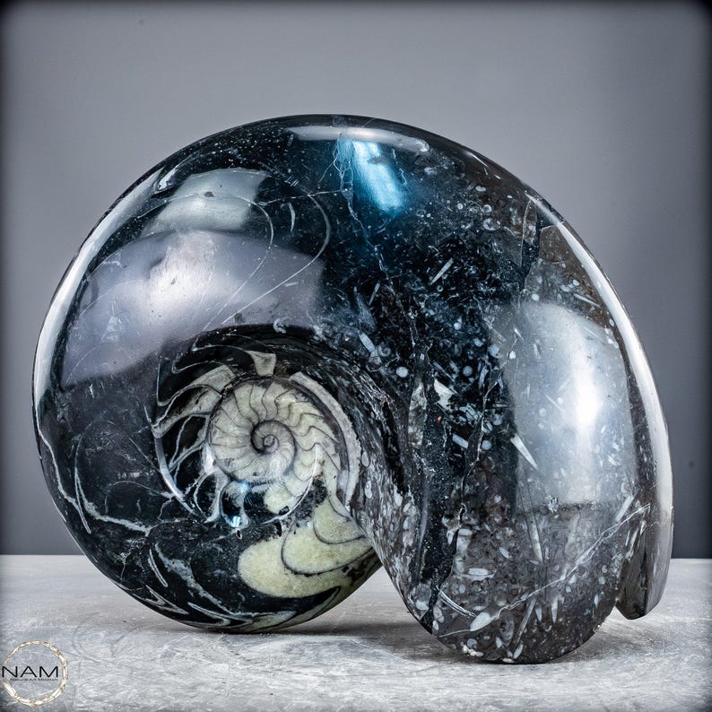 Impressive Fossil Goniatite Ammonite Specimen 5520.27g - Etsy