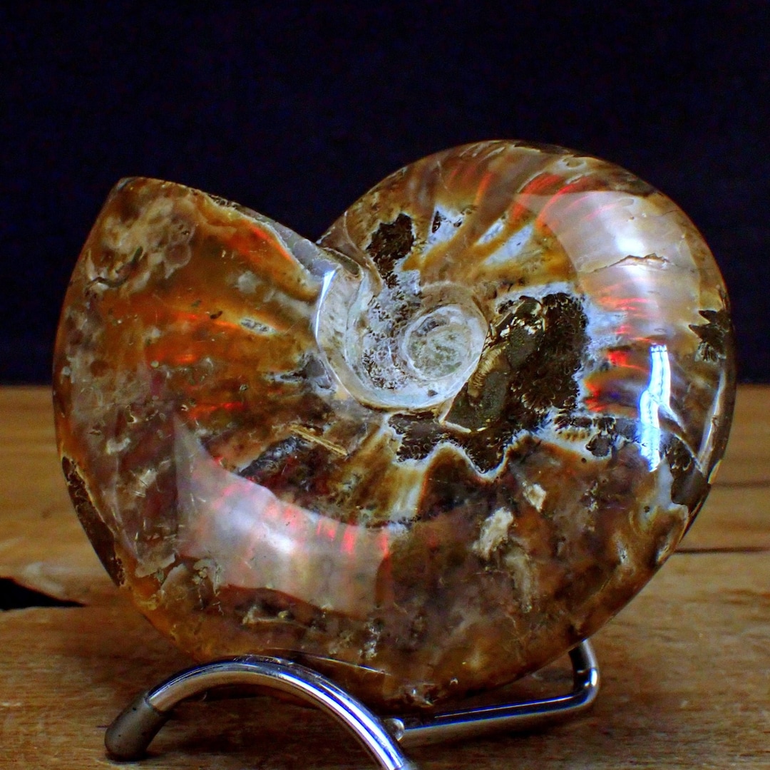 Rare Colorful Iridescent Ammonite Fossil 633.92 - Etsy