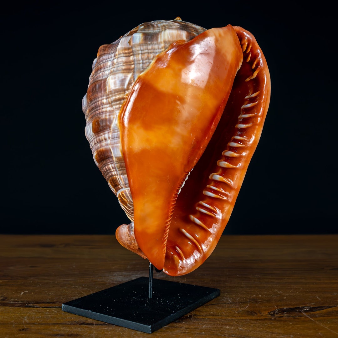 Very Rare Natural Cassis Rufa Sea Snail Shell 974.29g - Etsy