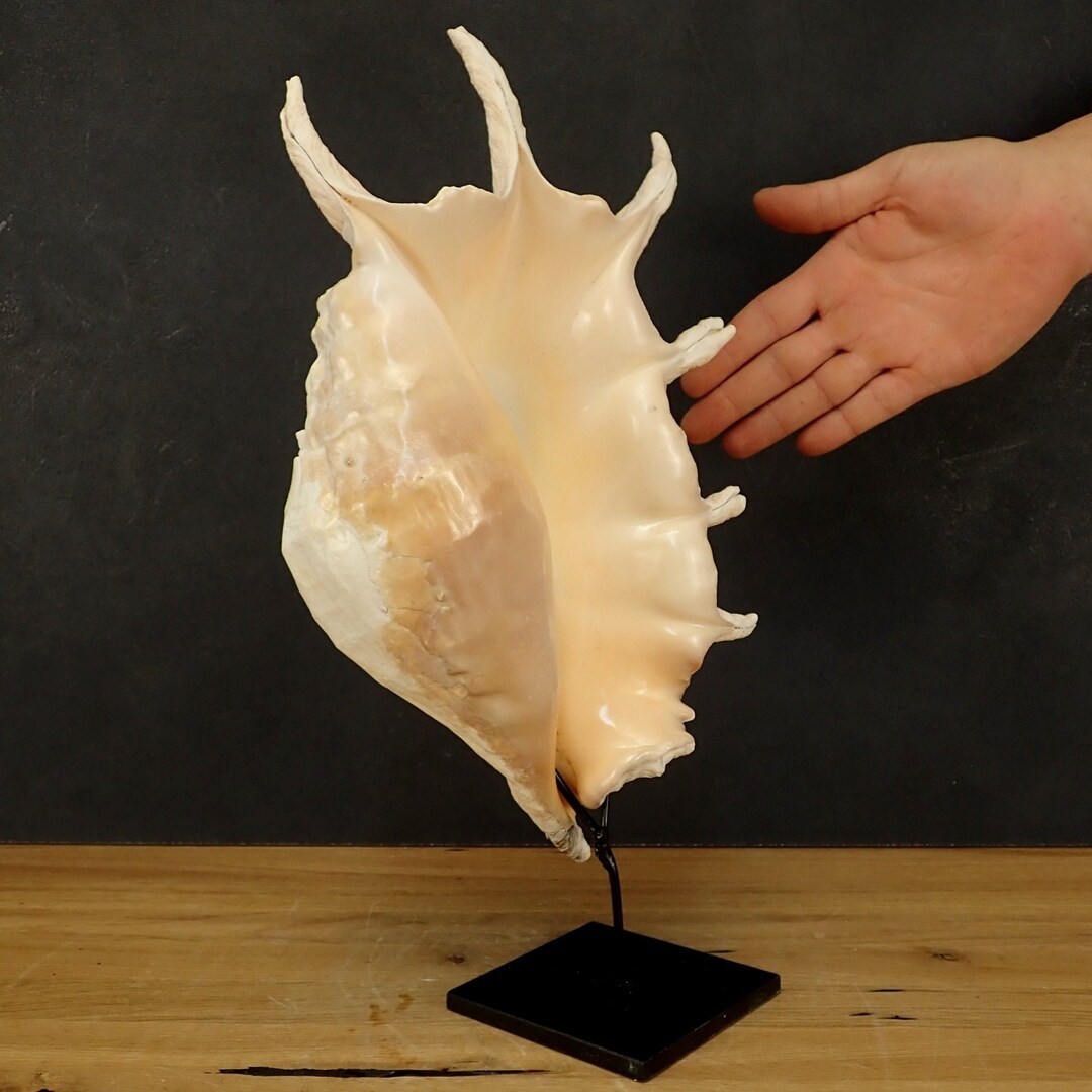 Very Rare Ambis Truncata Shell, Italy 25011.74g - Etsy