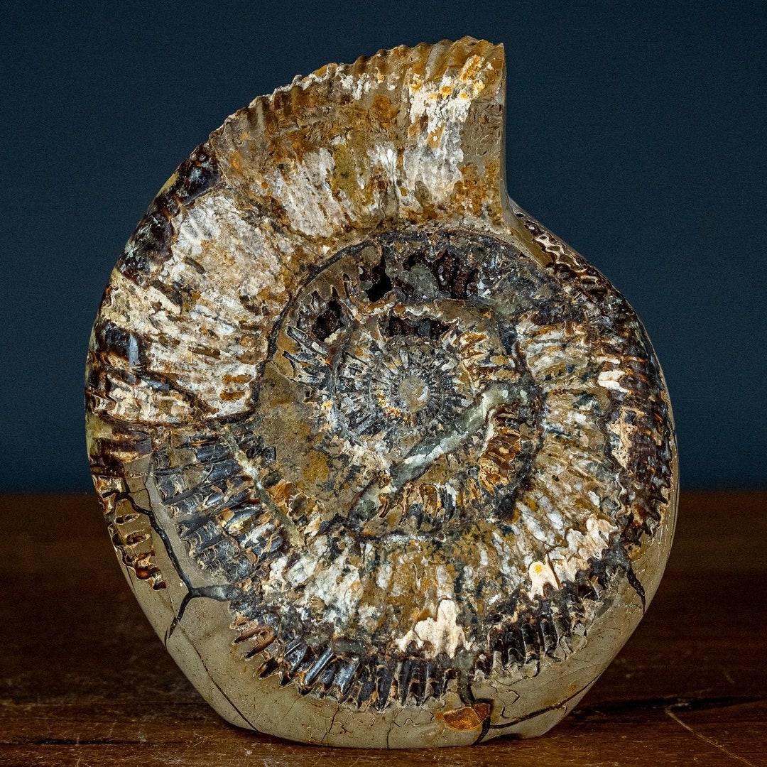 Large Ammonite Fossil in Septarian Matrix, Very Rare - 2689.49g - Etsy