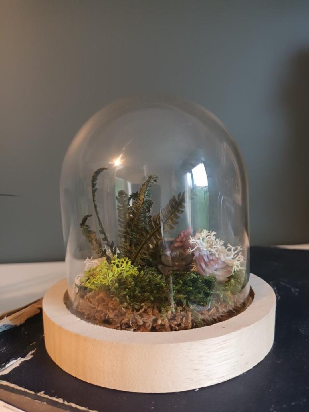 Terrarium, Plant Composition Under Bell Jar, Stabilized Plants Under ...