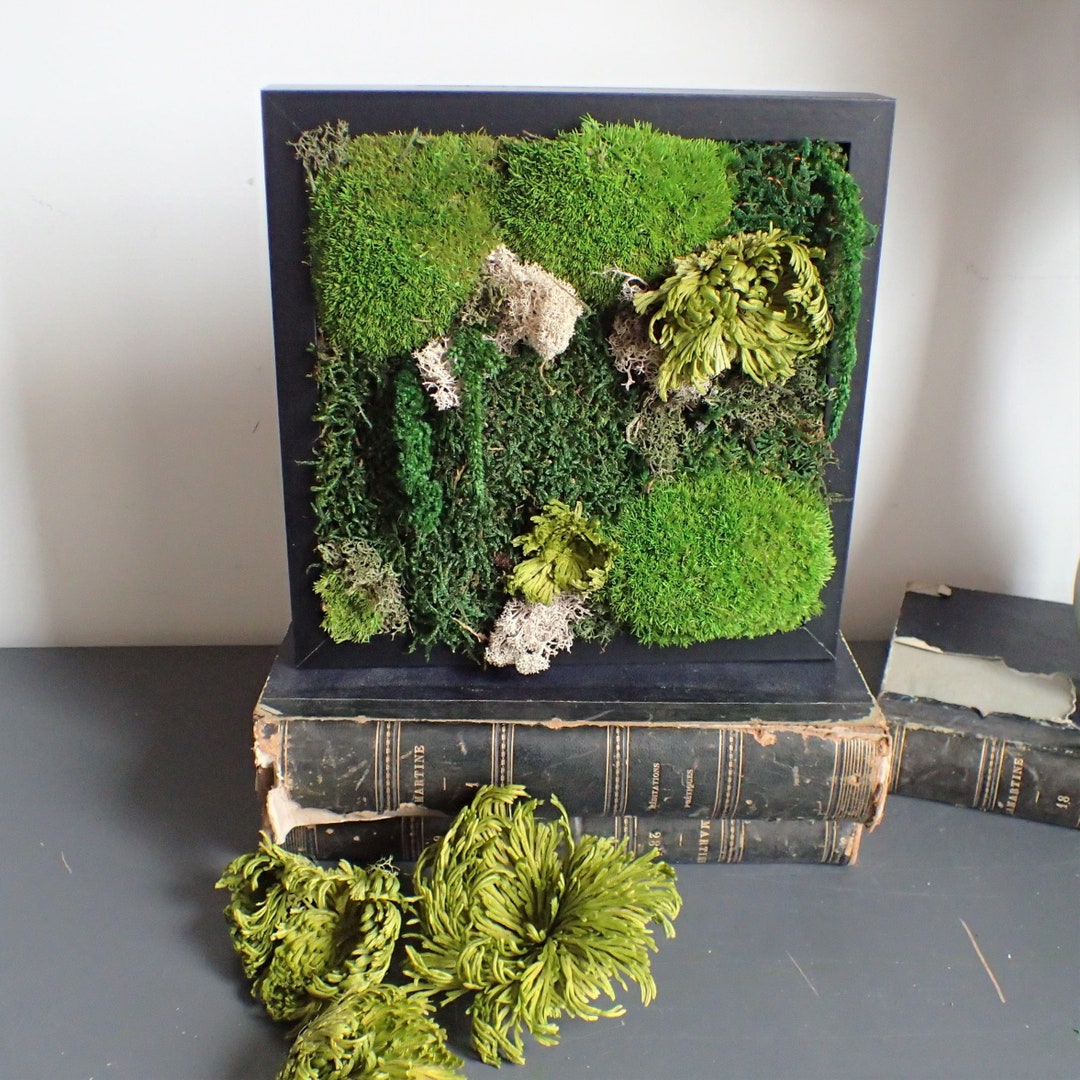 Preserved Plant Painting, Plant Frame, Preserved Plant Frame, Plant ...