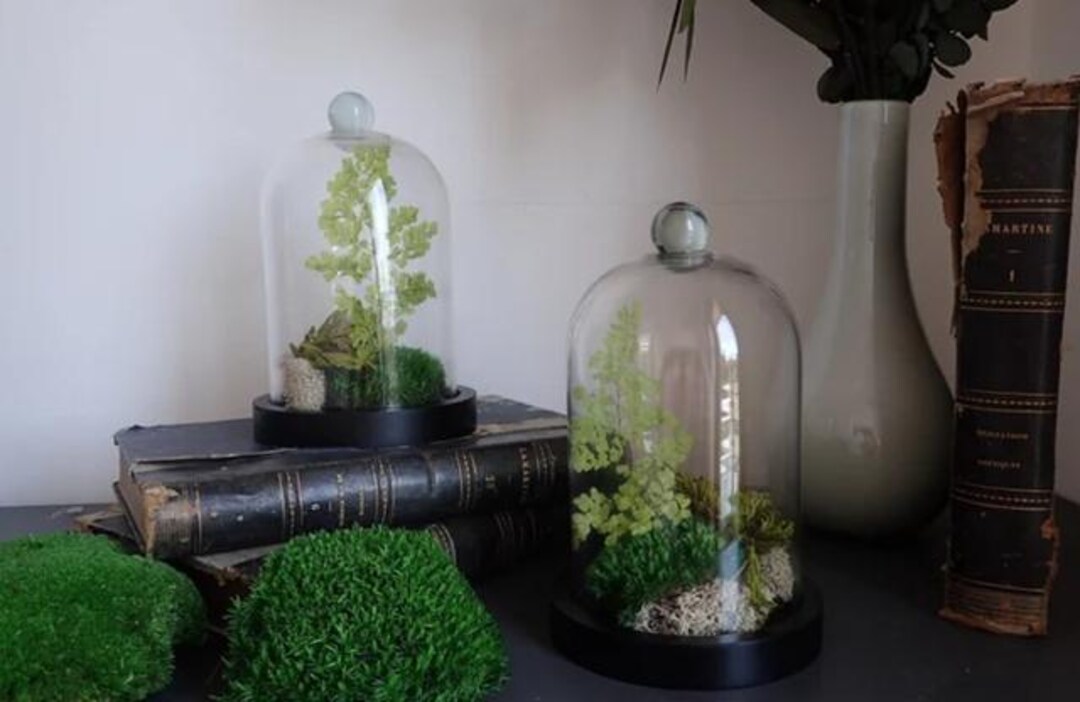 Terrarium, Plant Composition Under Bell Jar, Stabilized Plants Under ...