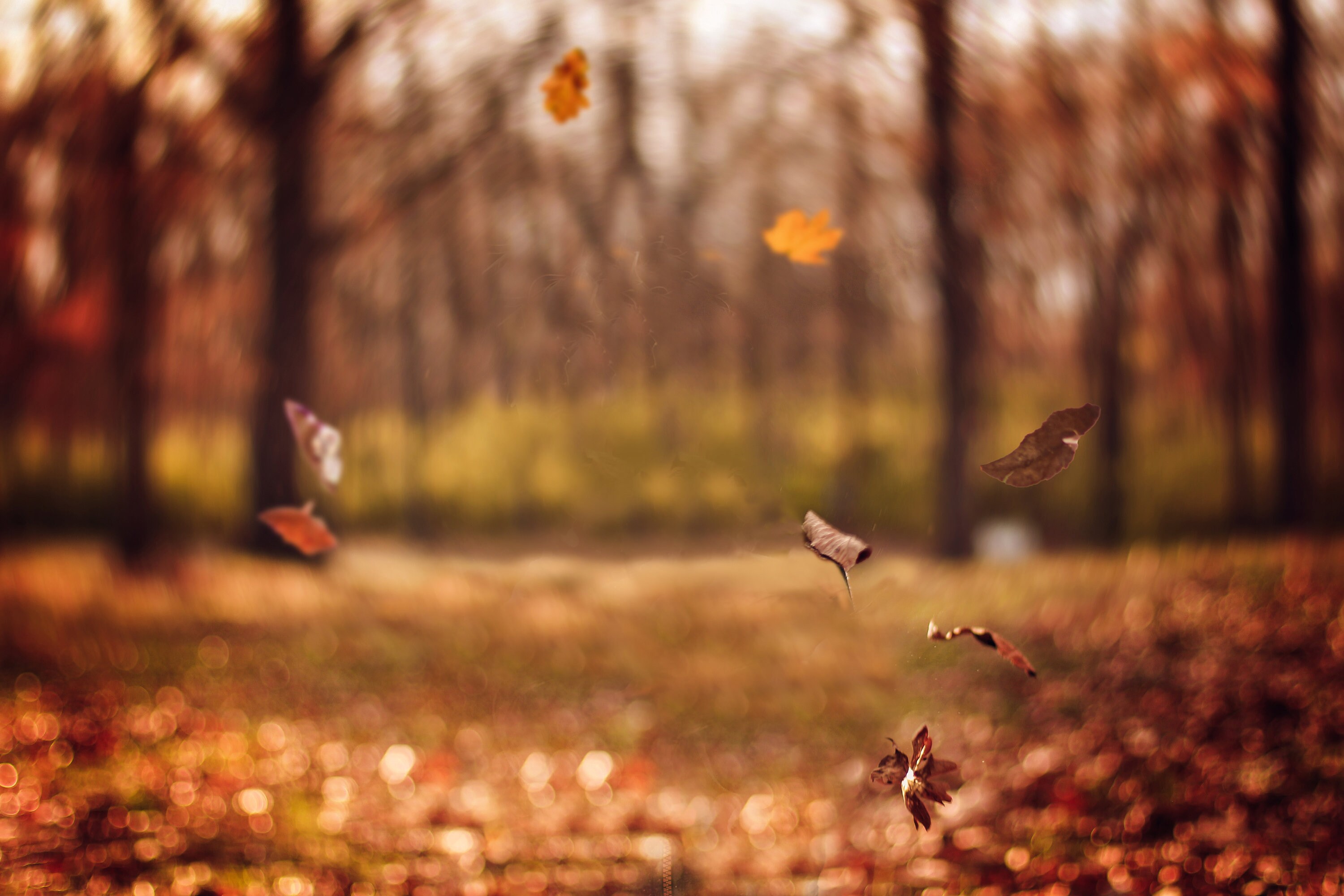 Falling Leaves Digital Background - Etsy