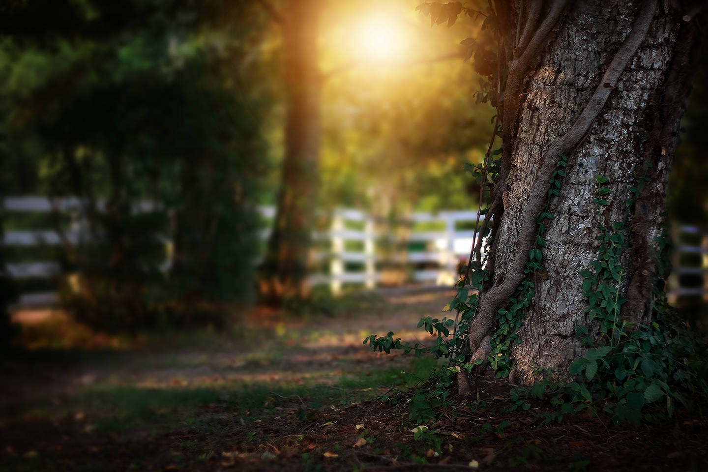 Whimsical Tree Digital Backdrop - Etsy