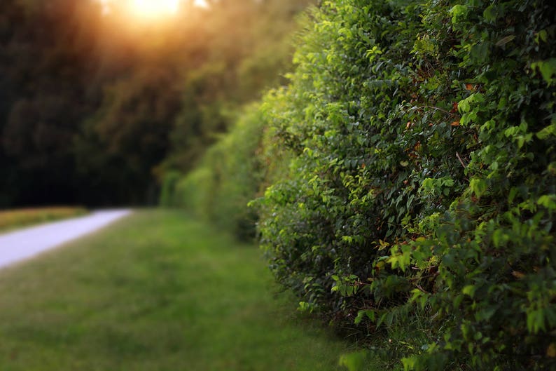 Elegant Shrubbery Digital Backdrop - Etsy