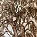 Original Pyrography/woodburning Art - Spring Willow - Etsy