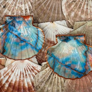Various Ocean/sea Creature Designs Decoupage Large Scallop Shell Dishes ...