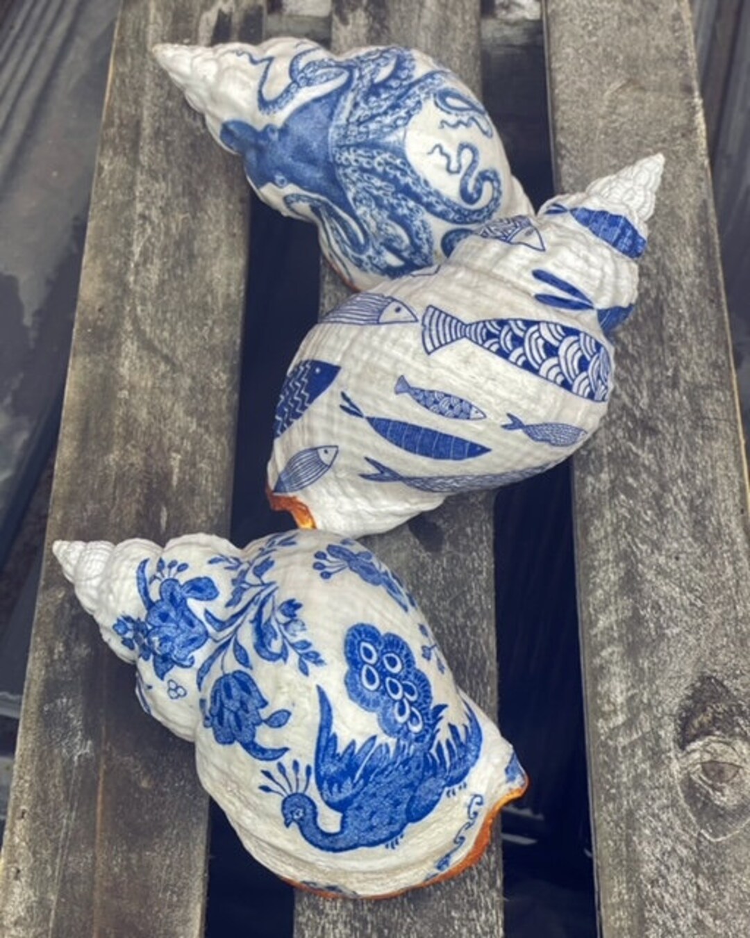 Handcrafted Blue Fish/octopus Whelk Shell Sealed With Gloss Varnish - Etsy