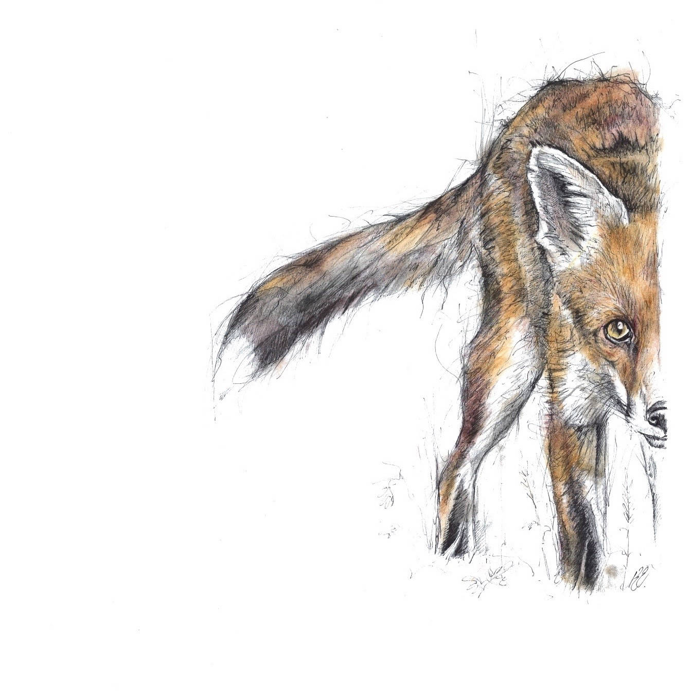 Pack of 4 the Shy Fox Greetings Cards With Envelopes blank - Etsy UK