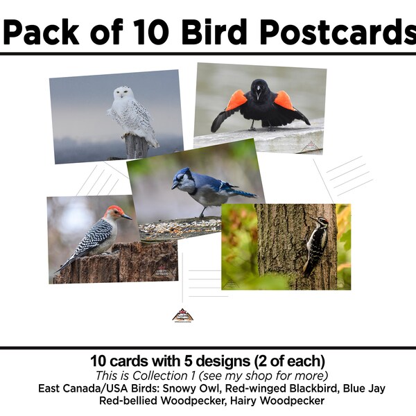 Bird Postcards - Etsy