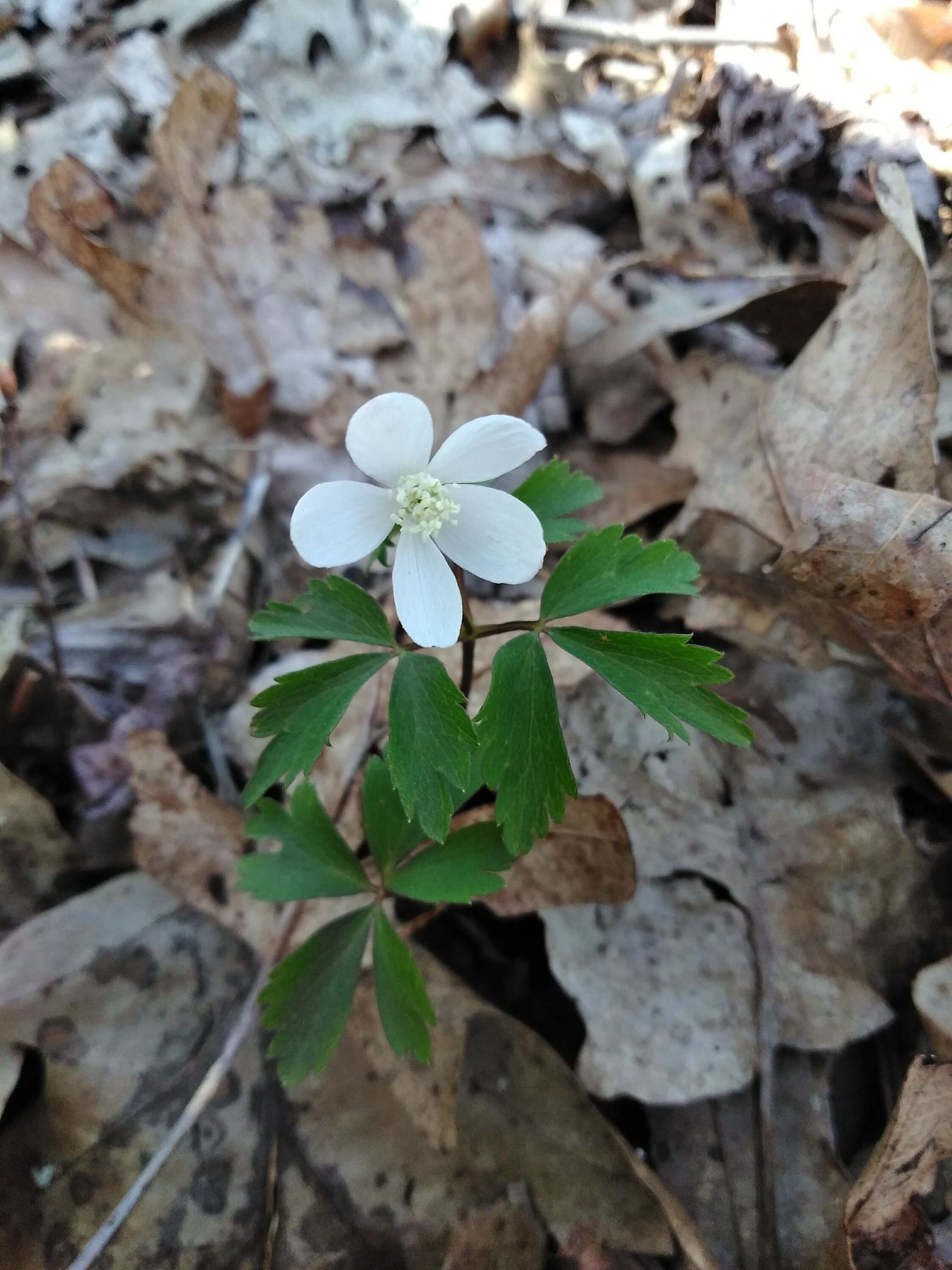 Wood Anemone Flower and Leaf anemone Quinquefolia 1:2 | Etsy