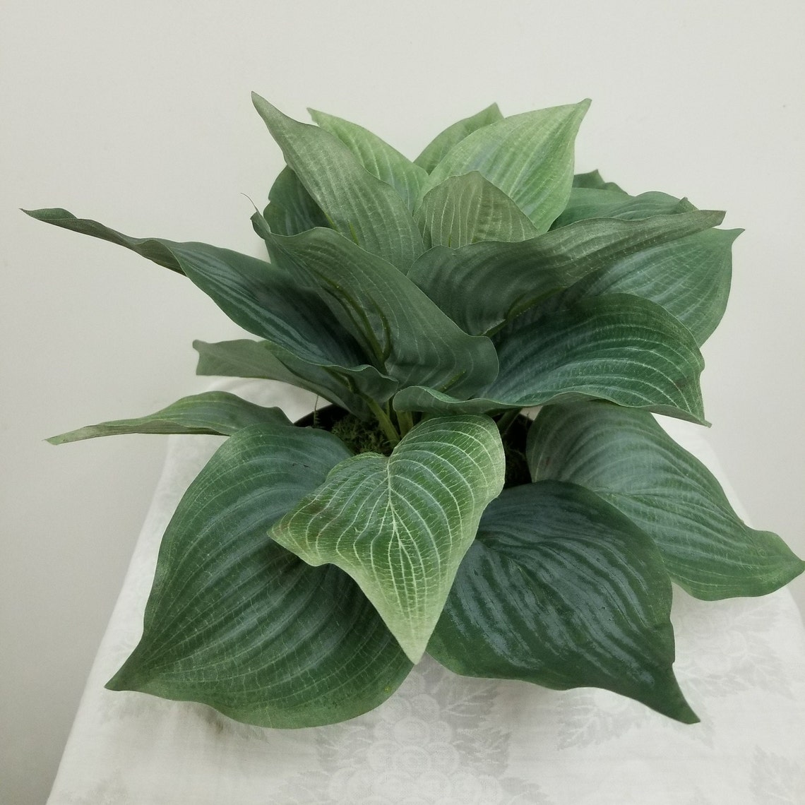 Faux Hosta Plant Potted in a Low Round Wooden Carved Bowl With - Etsy