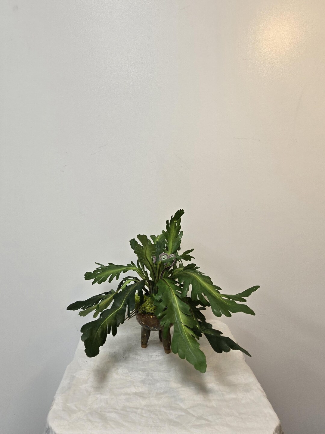 Faux Phoenix Fern Plant, Potted in a Handcrafted Clay Pot. - Etsy