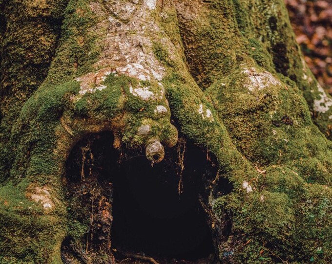 Tree Trunk Photo Print - Etsy