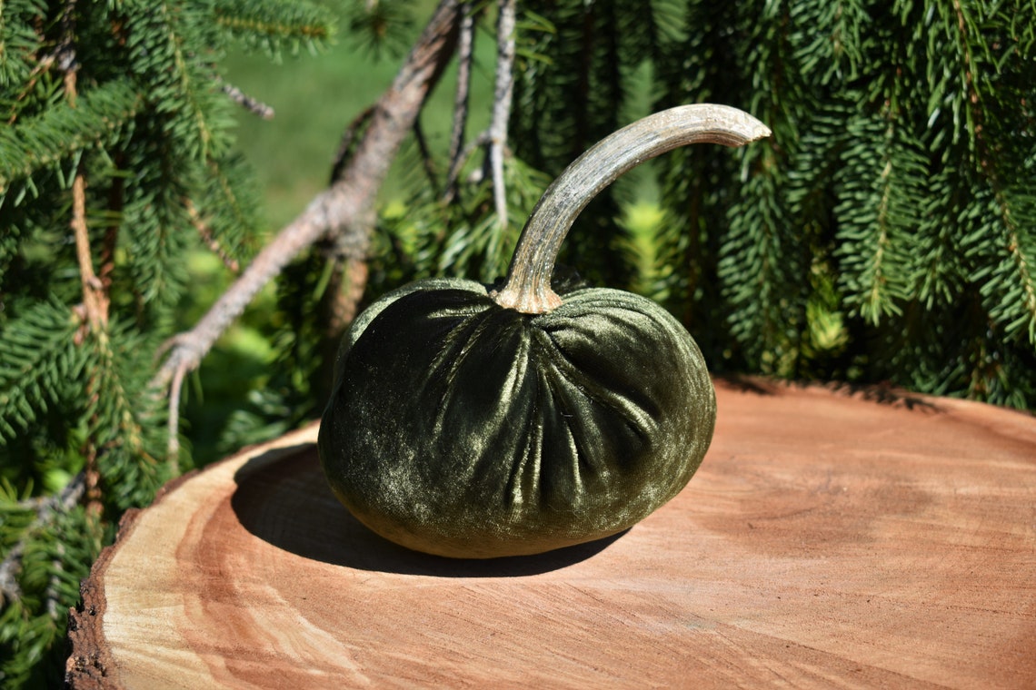 Velvet Pumpkins Medium cutiekins With Real Pumpkin Stem. | Etsy