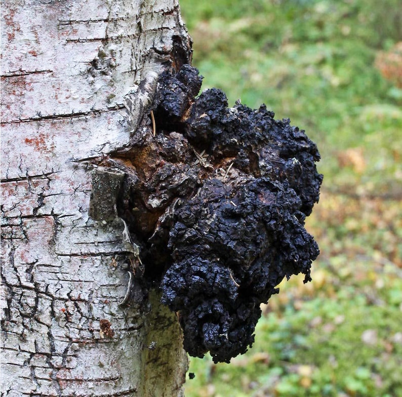 Organic Siberian Chaga Mushroom Raw Powder From Altai Mountains 4 Oz ...
